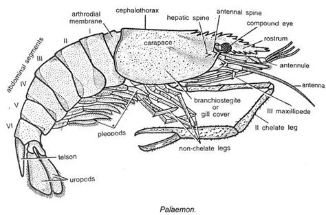 झग Prawn वरगकरण लकषण चतर क वरणन