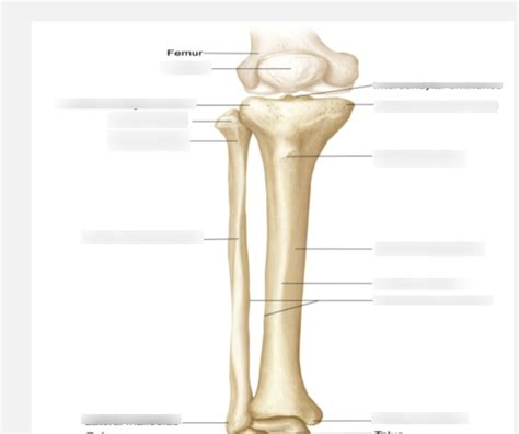 Anatomical Structures Of The Tibia And Fibula In Biology Flashcards Quizlet