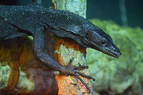 Herptiles Varanus Beccarii