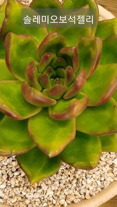 솔레미오보석젤리shortssucculents창다육식물제리병장다육원 Youtube