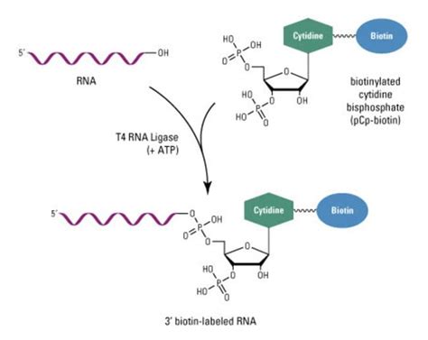 Rna Nucleotides Labeled