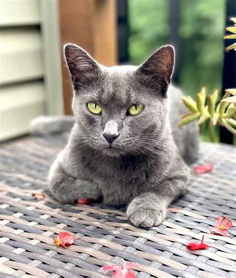 Une Chatte Sauvée Trouve Un écureuil Pendant Une Tempête Et Sait Qu