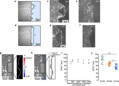 Micropatterning Of Cell Features With Varied Spacing And Quantification
