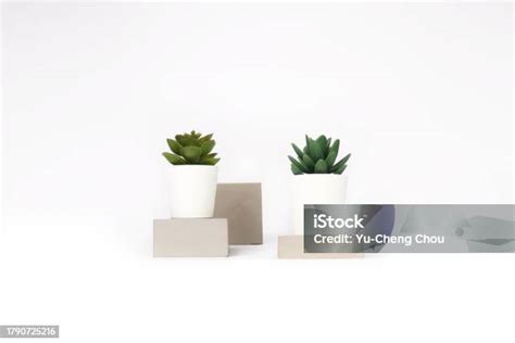 녹색 선인장과 선인장이 있는 흰색 배경과 배너 앞의 원시 콘크리트 시멘트 돌 위에 흰색 화분에 흰색 화분에 다육 식물을 심은