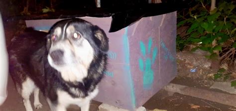 ღამის გასეირნება მურას დასაბინავებლად 🐾😊💜 ძალიან თბილი ვიზიტი გამოვიდა შესანიშნავი ადამიანების