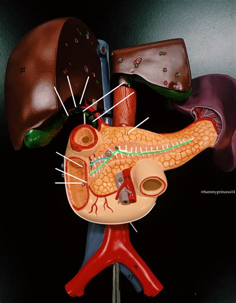 Omtex Classes Draw Neat Labelled Diagram Of The Pancreas