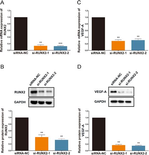 Figure 2 From Mir 23a Targets Runx2 And Suppresses Ginsenoside Rg1 Induced Angiogenesis In