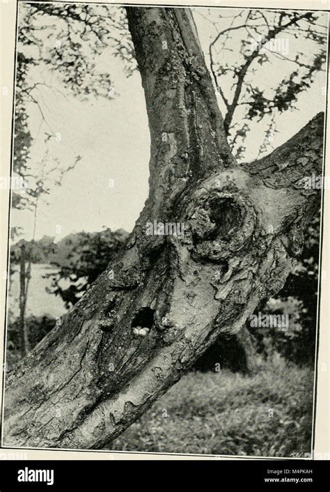 British Birds Nests How Where And When To Find And Identify Them 1898 14769480733 Stock