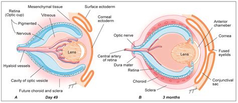 Embryology Of Eye