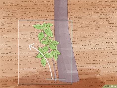 How To Prune A Cherry Tree Heading Scaffolding Pruning