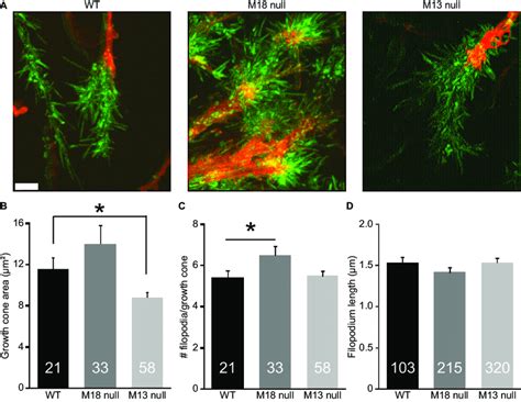 Growth Cone Morphology Is Altered In M18 1 Null Neurons Shown Is An Download Scientific