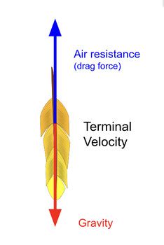 Drag Force And Terminal Velocity By Jessica Stensland TPT