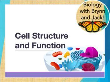 Cell Structure And Function PPT Structure And Function Cell