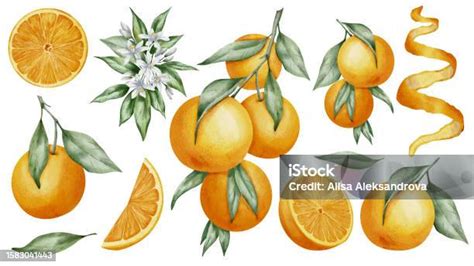오렌지 과일 세트입니다 녹색 잎과 감귤류 조각이 있는 귤 나뭇가지와 흰색 고립된 배경에 있는 수채화 그림 식품 라벨 또는 메뉴에 대한 만다린 묶음 오렌지 감귤류 과일에 대한