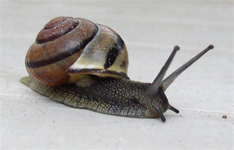 Difference Between Slug And Snail Pediaa Com