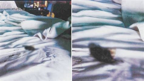 Amber Heard A Fait Caca Dans Le Lit De Johnny Depp Sur Le Forum Blabla