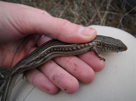 Winging It In Oz Worm Lizard Survey