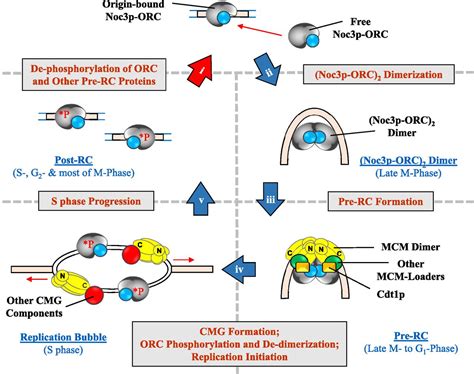 An Essential Noc3p Dimerization Cycle Mediates Orc Double Hexamer