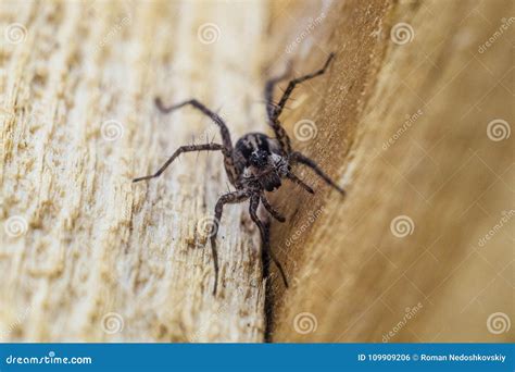 Fiddleback Spider Violin Spider Or Brown Hermit Spider Loxosceles
