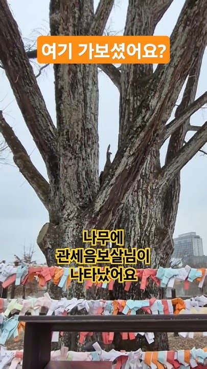 여기 가보셨어요 은행나무에 관세음 보살님 나타났어요 명소 절 관세음보살 부처님 사찰 은행나무 신비한 신륵사