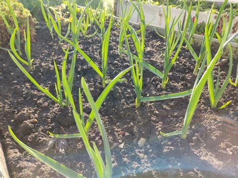 Подкормка чеснока от которой лист из желтого станет зеленым Есть время под солнцем Дзен