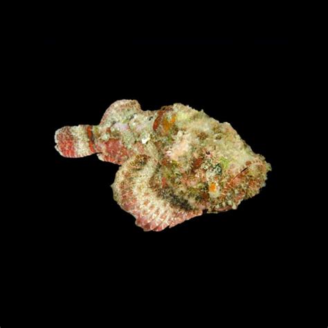 False Stonefish Lionfish Stonefish Geemarine