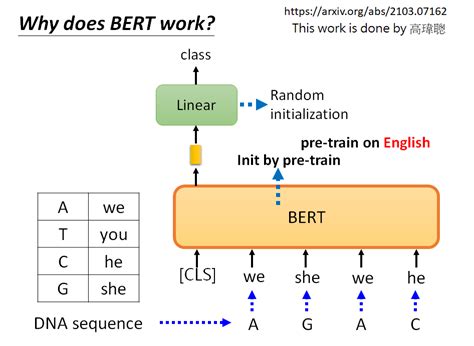 9 2 Fun Facts About BERT Issue 59 Pin Jiun Machine Learing NTU