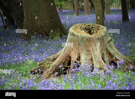 Hollow Tree Stump Hi Res Stock Photography And Images Alamy