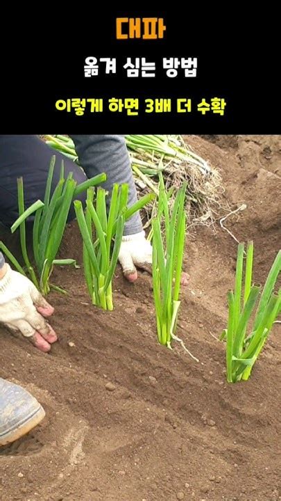 대파 옮겨 심는 방법 이렇게 하면 3배 더 수확하고 굵고 단단해지고 비바람에 쓰러지지 않아요 대파농사 Youtube