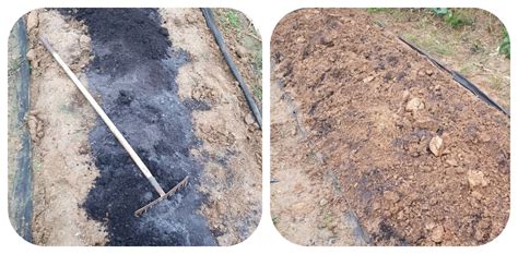 양파 마늘 텃밭 토양 만드는 방법