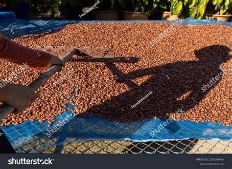 Organic Cocoa Beans Sun Drying On Stock Photo 2220369957 Shutterstock