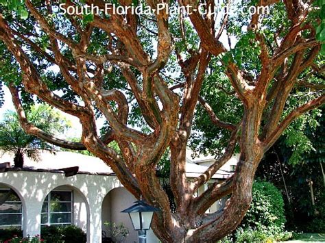 Gumbo Limbo Tree