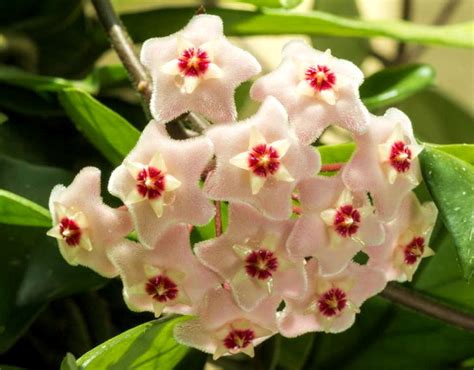 Кімнатні рослини які ідеально підходять для кухні Моє домашнє натхнення