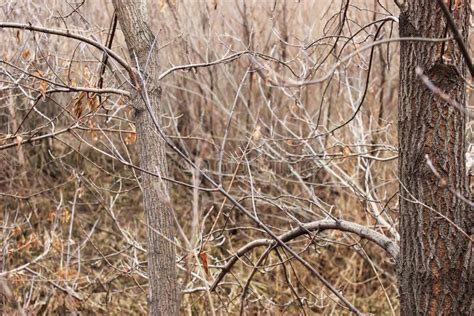 Naked Trees In The Forest Stock Image Image Of Trunk