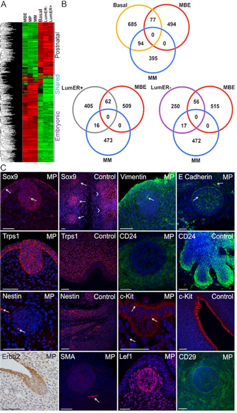 Transcriptome Analysis Reveals Similarities And Differences Between Download Scientific Diagram