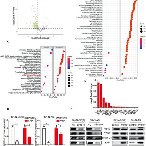 Bioinformatics Analysis Of Rna Seq Data Sk N Be 2 Cells Were Download Scientific Diagram