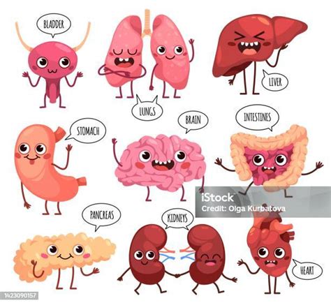 만화 귀여운 장기 캐릭터 행복한 건강한 인간 장기 재미있는 신장 폐와 뇌 얼굴이있는 위 텍스트가있는 음성 거품 해부학 컬렉션 깔끔한 벡터 분리 세트 췌장에 대한 스톡 벡터