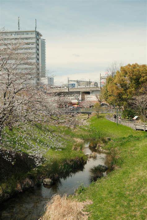 Cherry Blossoms Above A Stream In Tsuzuki Ward Yokohama Japan Photos