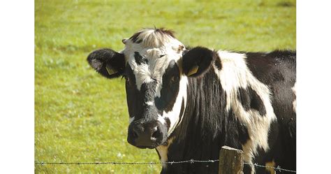 Знаете ли точно колко заместващи юници са необходими в стадото ви Български Фермер