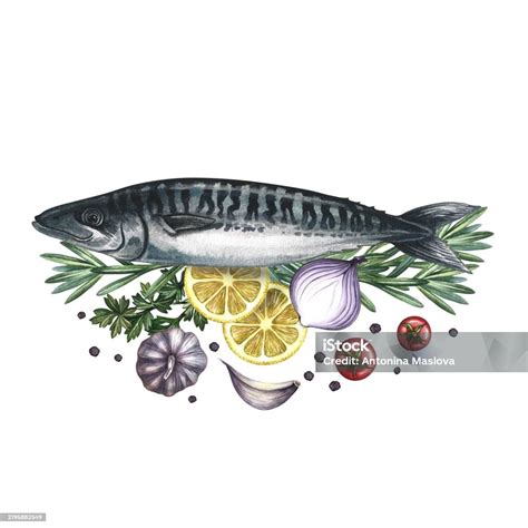 레몬 허브 야채를 곁들인 고등어 손으로 그린 수채화 일러스트 생선 요리의 컬러 이미지입니다 배경과 분리됩니다 메뉴 요리책 패키지 라벨 초대장 0명에 대한 스톡 벡터 아트 및
