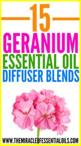 15 Best Geranium Essential Oil Diffuser Blends The Miracle Of Essential Oils
