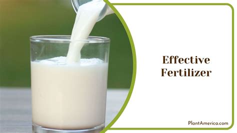 Is Milk Good For Plants Using It In The Garden Effectively Plant America