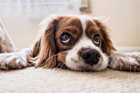 Python Pillow Convert Image To Numpy Array