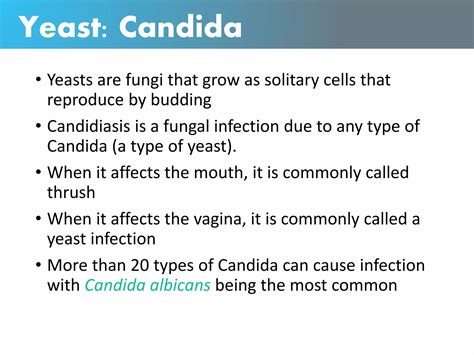 Fungi Yeast Filamentous And Dimorphic Pdf