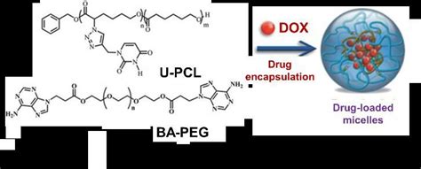 Uracil Polycaprolactone U Pcl And Biadenine Polyethylene Glycol