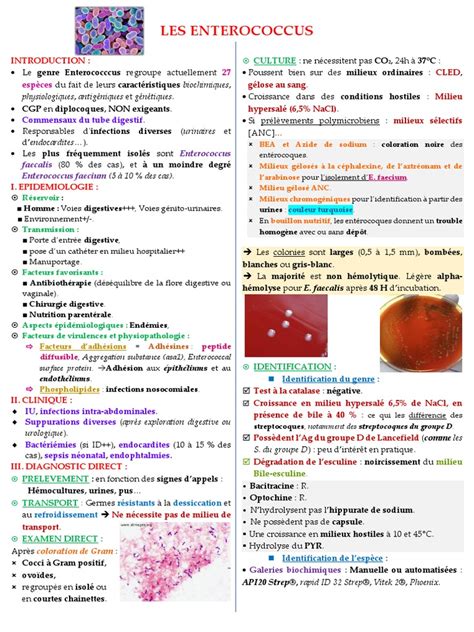 Les Enterococcus Pdf Spécialités Médicales Microbiologie