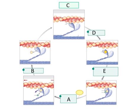 Skeletal Muscle Crossbridge Cycle Quiz