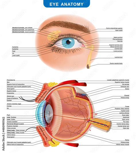 Juliste Eye Anatomy With Labeled Structure Scheme For Human Optic