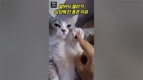 발바닥 젤리를 흔들자 녀석의 반응 Youtube