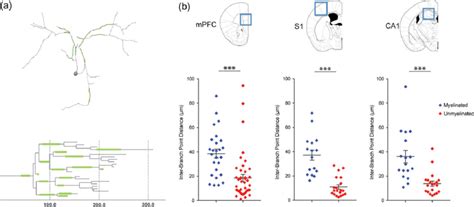 Axonal Morphology Predicts Segmental Myelination A Representative Pv